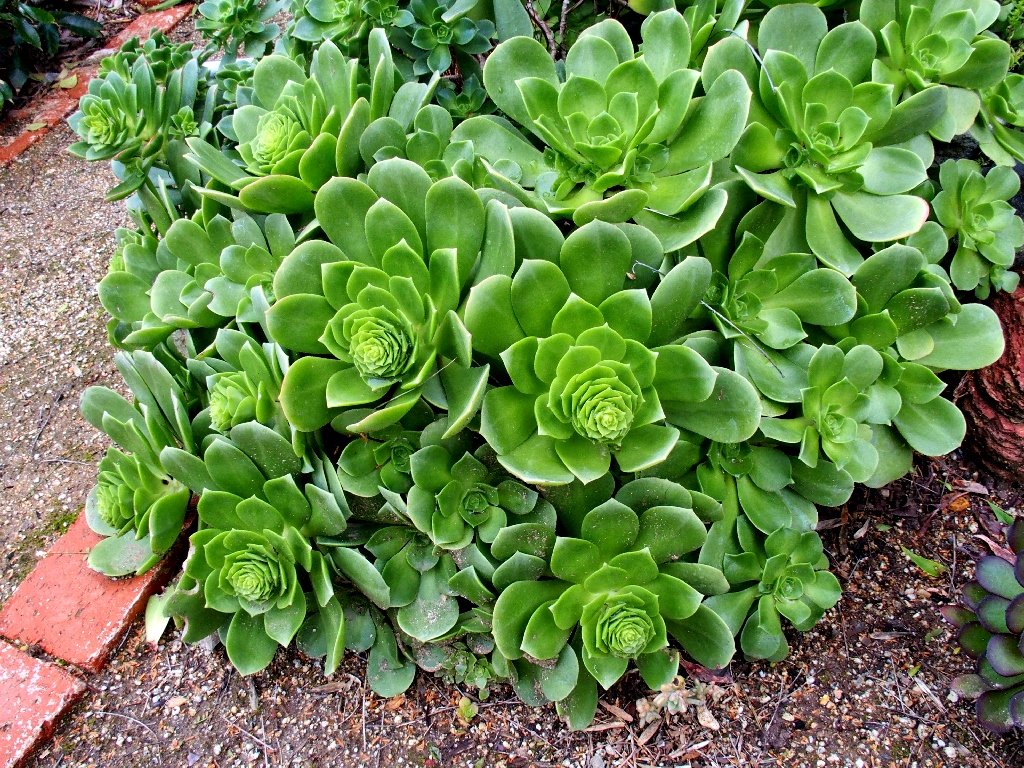 Sharon's Garden | Ted's Outdoor World